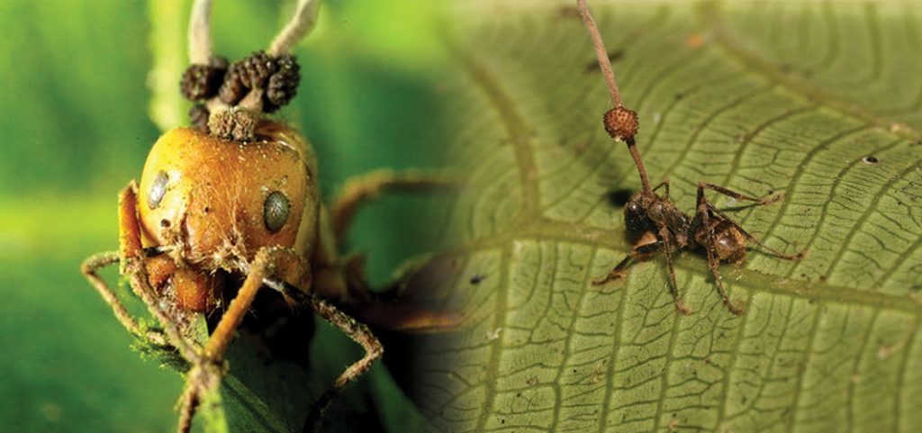 13 Things of Natures Nightmares - Horror Land - The Horror ...